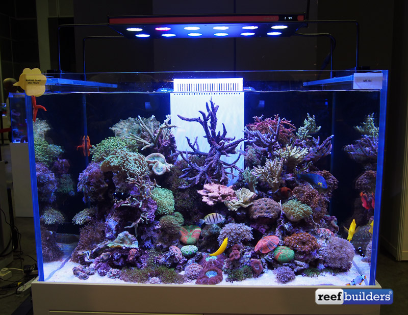 The beautiful entries of this year’s Aquarama reef aquascaping competition | Reef Builders | The ...