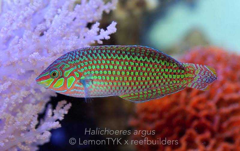 Papua New Guinean endemics on display by Paradise Aquariums at Aquarama ...