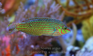 Papua New Guinean endemics on display by Paradise Aquariums at Aquarama ...