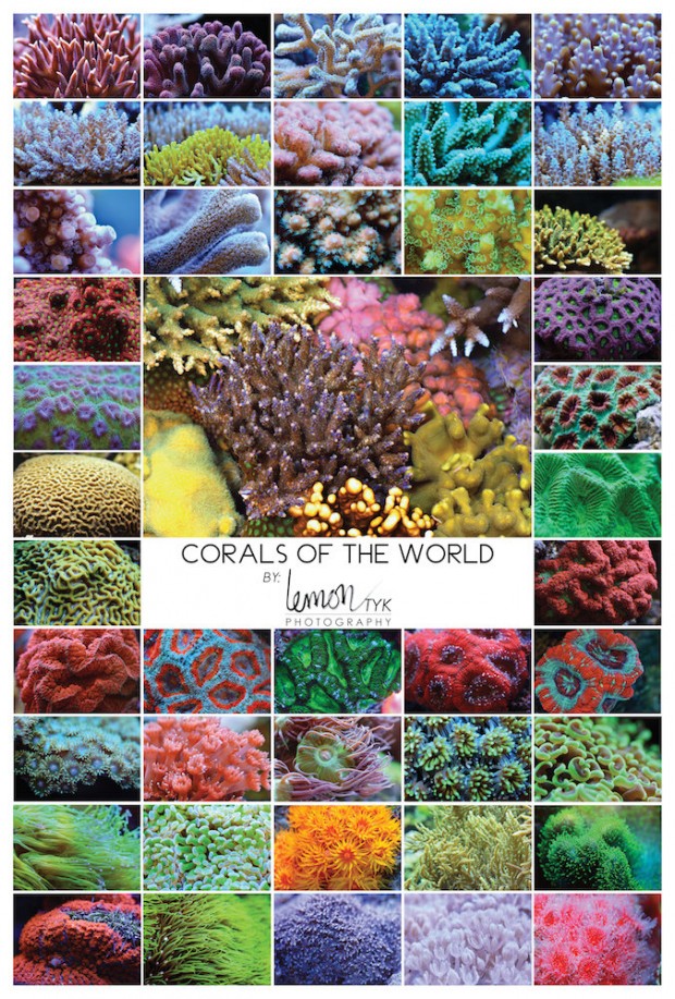 Limited edition Fish and Corals of The World posters are now up for ...