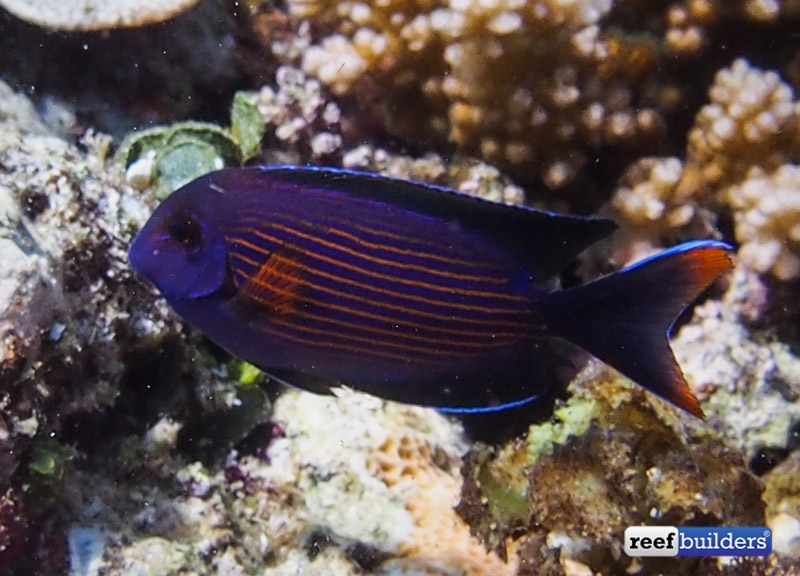 Massive migrating school of surgeonfish discovered in the Philippines ...