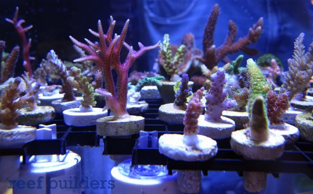 Top 5 reasons to go to a professional aquarium show like ReefAPalooza ...