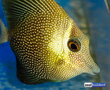Second ever hybrid gem tang collected in Mauritius | Reef Builders ...