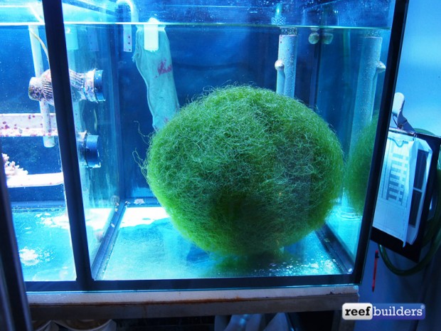 SEA Aquarium has the most gigantic ball of spinning Chaetomorpha algae ...