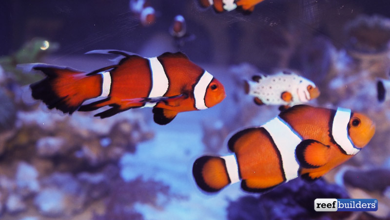 Longfin clownfish pairs now shipping from Sustainable Aquatics | Reef ...