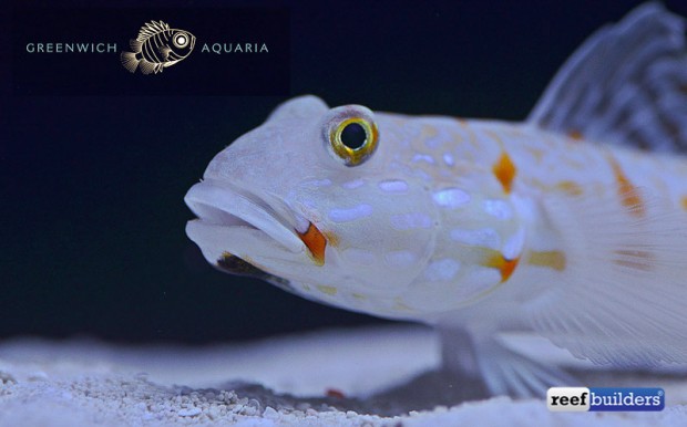 Five Sand Sifters for a Reef Aquarium | Reef Builders | The Reef and ...