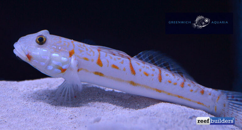 Unknown Mauritius Valenciennea sleeper goby spotted at Greenwich Aquaria | Reef Builders | The ...