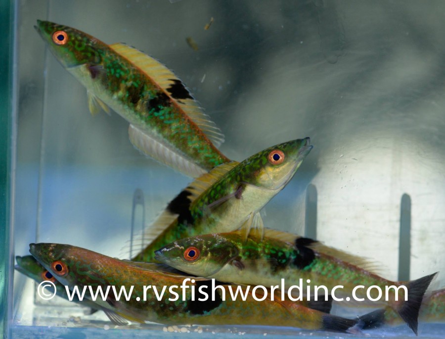 RVS fishworld’s haul of fame: Pseudojuloides mesostigma | Reef Builders ...