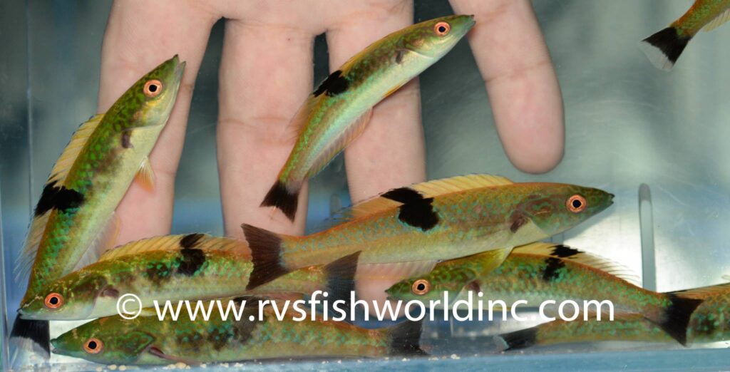 RVS fishworld’s haul of fame: Pseudojuloides mesostigma | Reef Builders ...