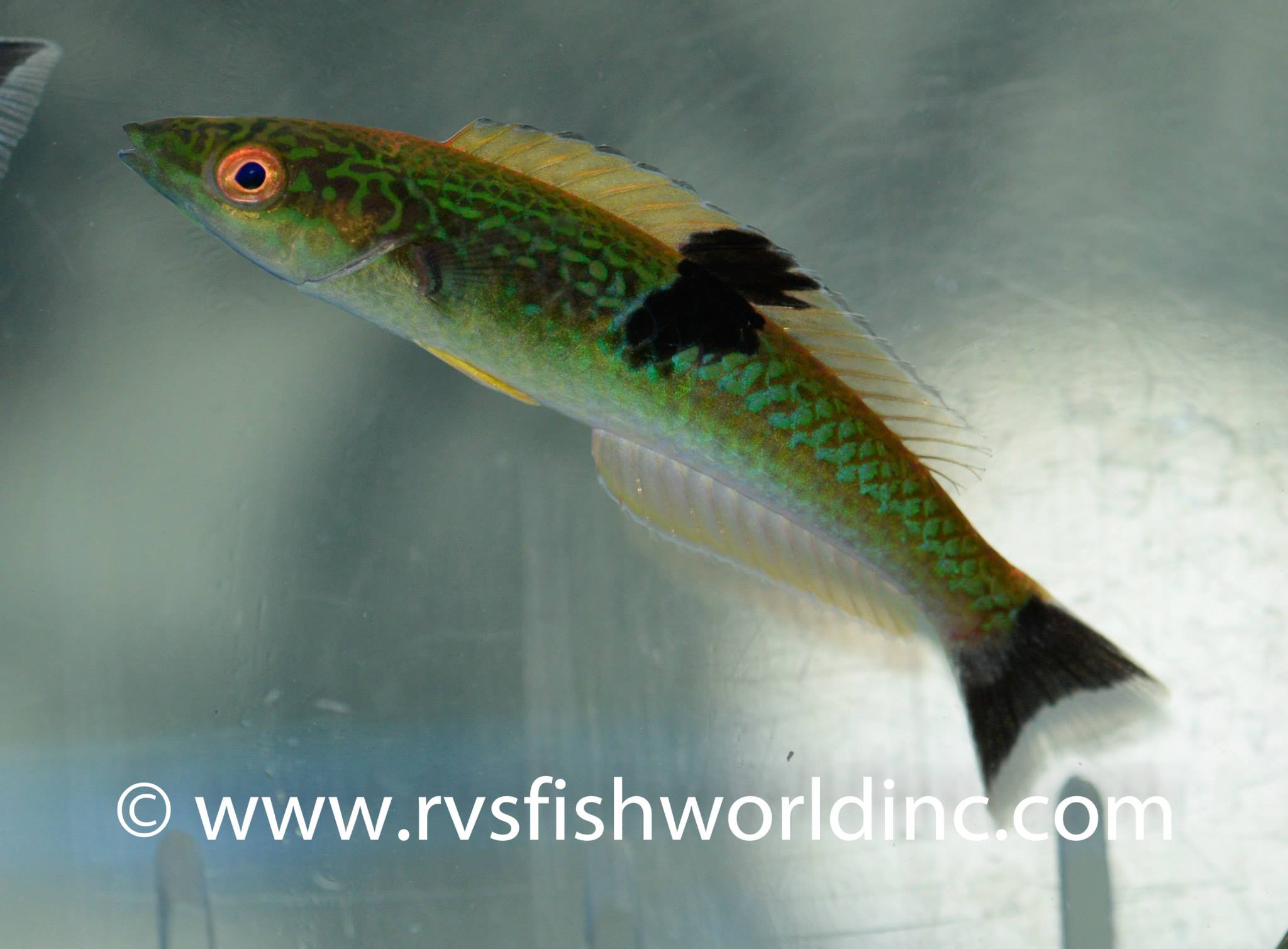 RVS fishworld’s haul of fame: Pseudojuloides mesostigma | Reef Builders ...