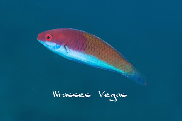 2.2 Fairy Wrasses: The cyanopleura group | Reef Builders | The Reef and ...