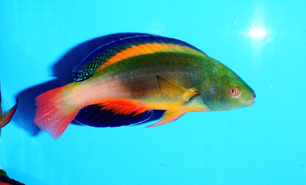 2.1 Fairy Wrasses: The scottorum group | Reef Builders | The Reef and ...