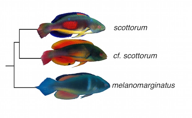 2.1 Fairy Wrasses: The scottorum group | Reef Builders | The Reef and ...