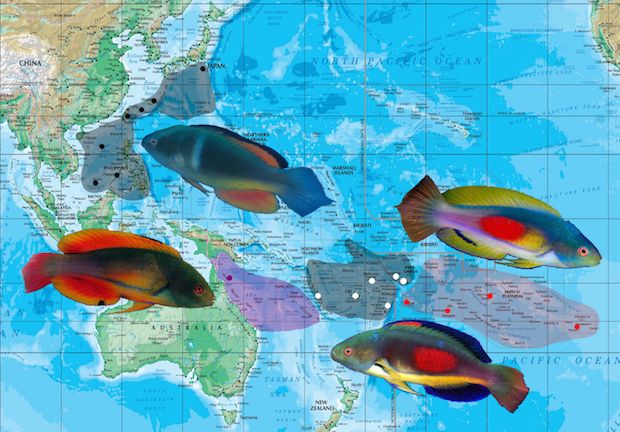 2.1 Fairy Wrasses: The scottorum group | Reef Builders | The Reef and ...