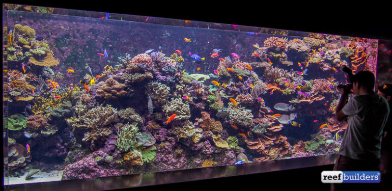 Full Tank Shots of S.E.A. Aquarium’s incredible public reef display ...