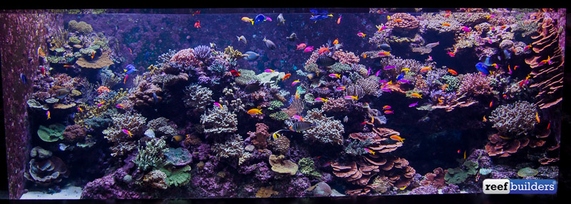 Full Tank Shots of S.E.A. Aquarium’s incredible public reef display ...