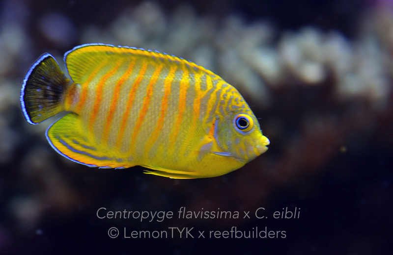 S.E.A’s coral reef display is a veritable kaleidoscope of beauty | Reef ...