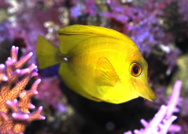 The speciation, biogeography and hybridization of Zebrasoma | Reef ...