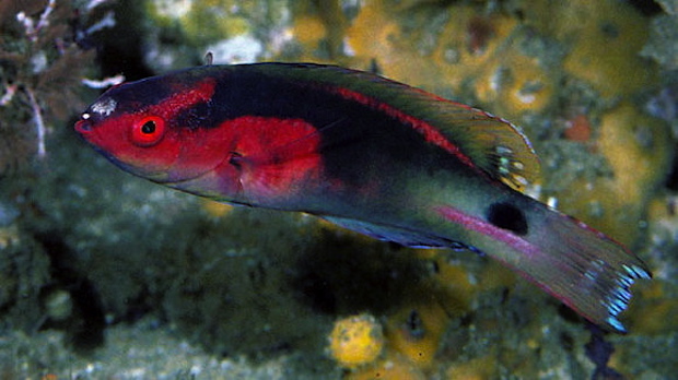 2.3 Fairy Wrasses: The exquisitus complex | Reef Builders | The Reef ...