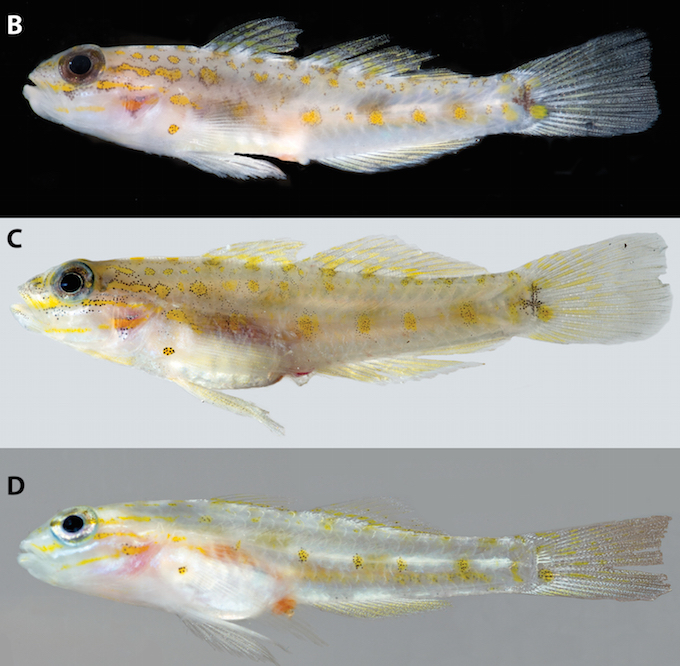 Coryphopterus curasub newly described from mesophotic curacao | Reef ...