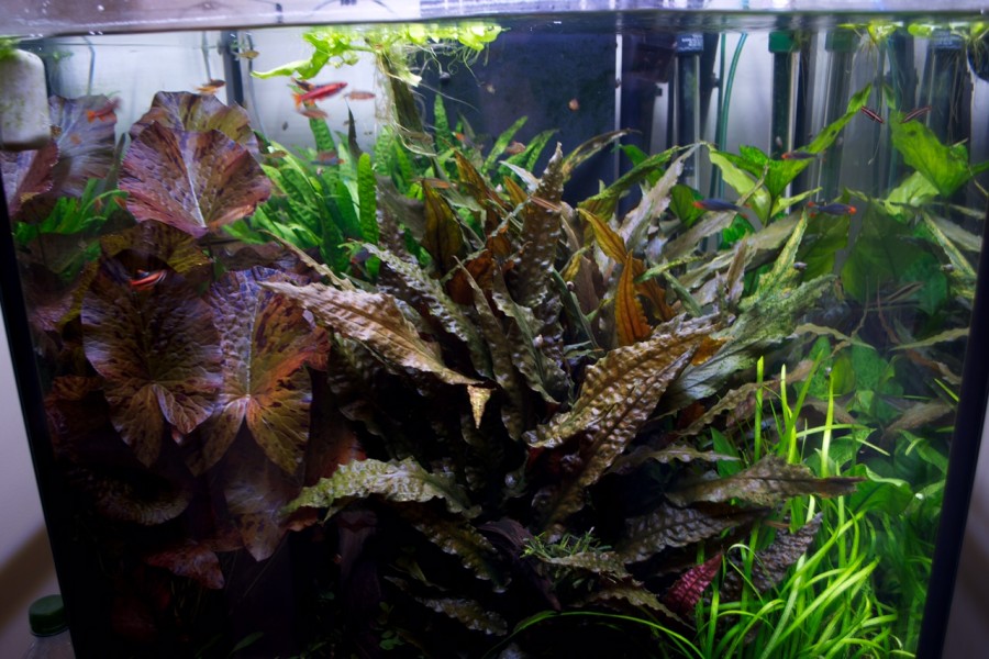 Freshwater planted tanks, something completely different | Reef ...