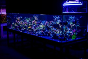 Living the Dream | Reef Builders | The Reef and Saltwater Aquarium Blog