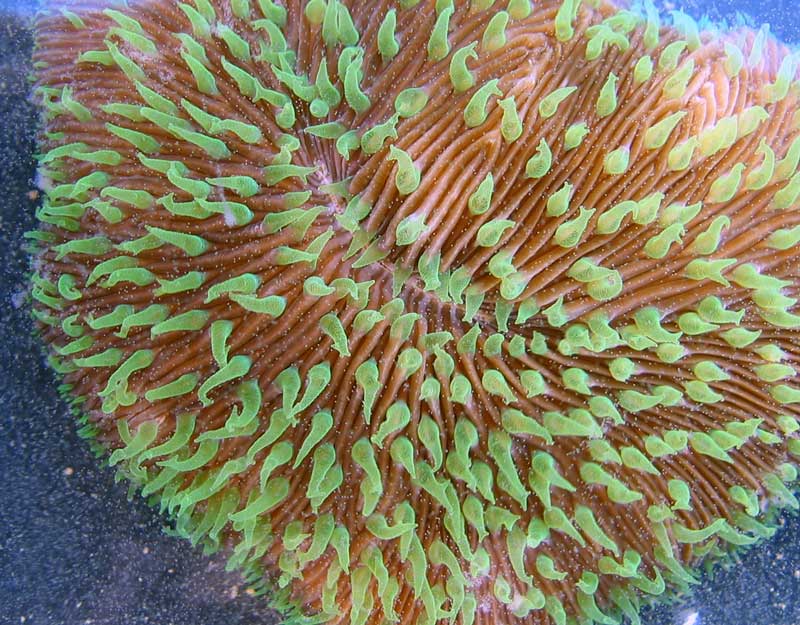 Unseen Corals: Orange Lobactis scutaria sighted at Quality Marine ...