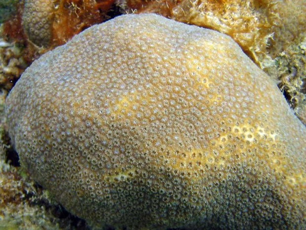 Stony coral taxonomy is getting all shook up & straightened out | Reef ...