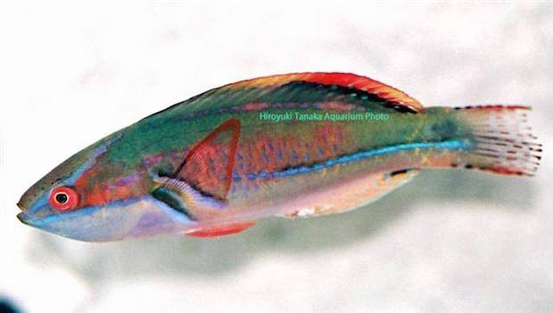 2.3 Fairy Wrasses: The exquisitus complex | Reef Builders | The Reef ...