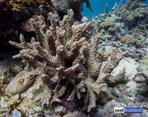 Australogyra zelli, the magnificent branching moon coral | Reef ...