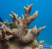 Australogyra zelli, the magnificent branching moon coral | Reef ...