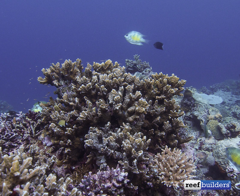 Australogyra zelli, the magnificent branching moon coral | Reef ...
