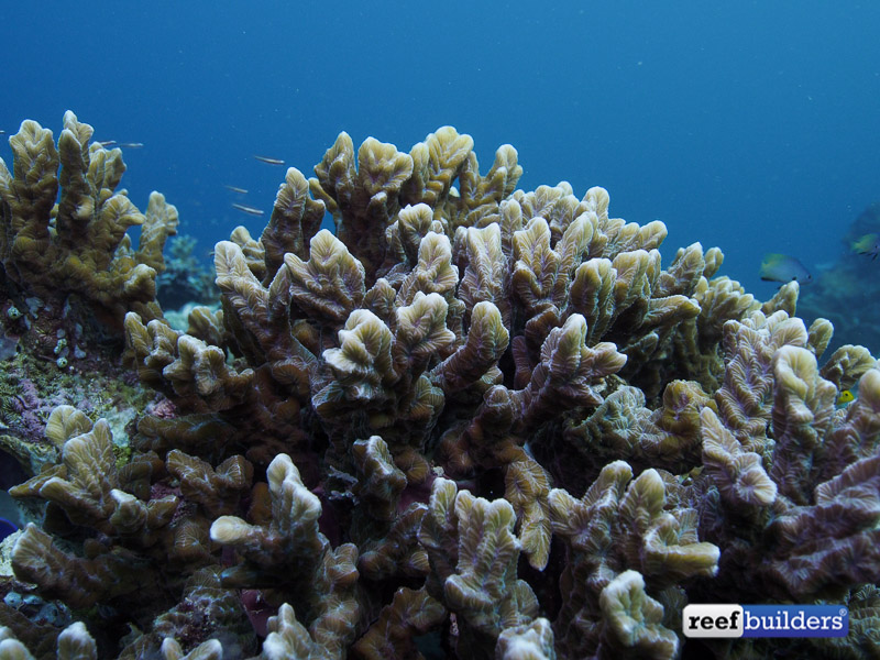 Australogyra zelli, the magnificent branching moon coral | Reef ...