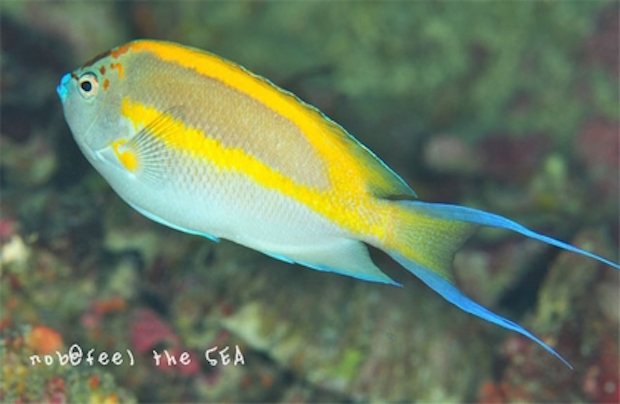 Bellissima bellus: The biology and hybridization of Genicanthus bellus ...