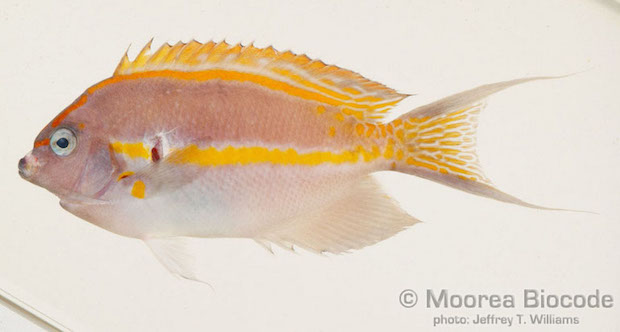 Bellissima bellus: The biology and hybridization of Genicanthus bellus ...