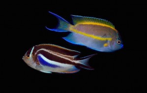 Bellissima bellus: The biology and hybridization of Genicanthus bellus ...