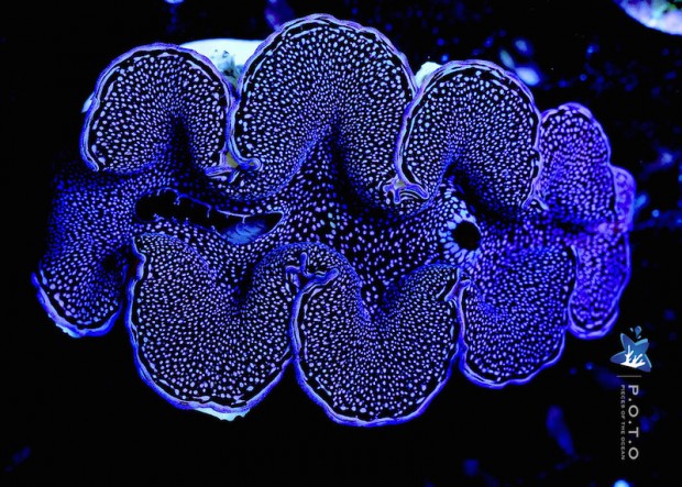 How (Hybrid) Tridacna Clams are Made | Reef Builders | The Reef and ...