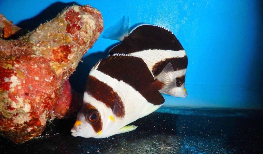 A new range extension for Chaetodon burgessi in the Coral Sea | Reef ...