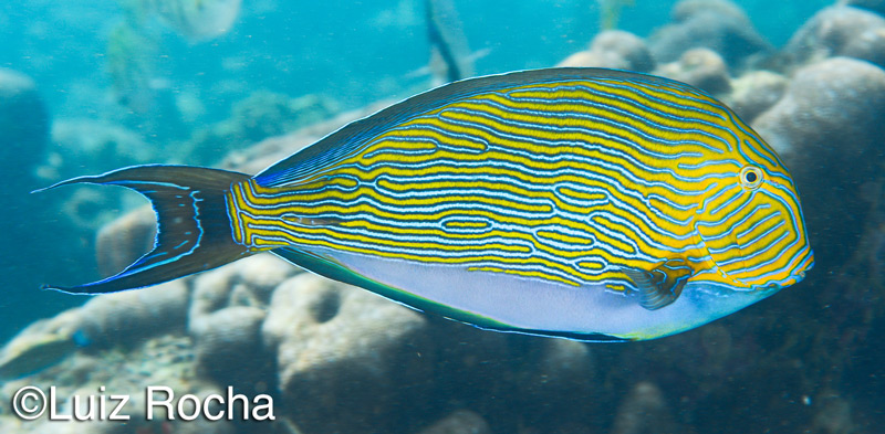 Socotra is a convergence of hybrid reef fish | Reef Builders | The Reef ...