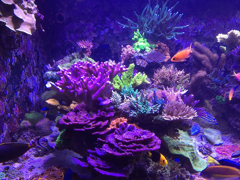 The Fragging Phenomenon Part Deux | Reef Builders | The Reef and ...