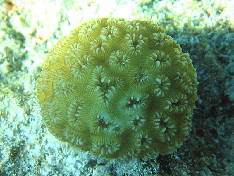 Stony coral taxonomy is getting all shook up & straightened out | Reef ...