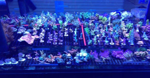 The Fragging Phenomenon Part Deux | Reef Builders | The Reef and ...