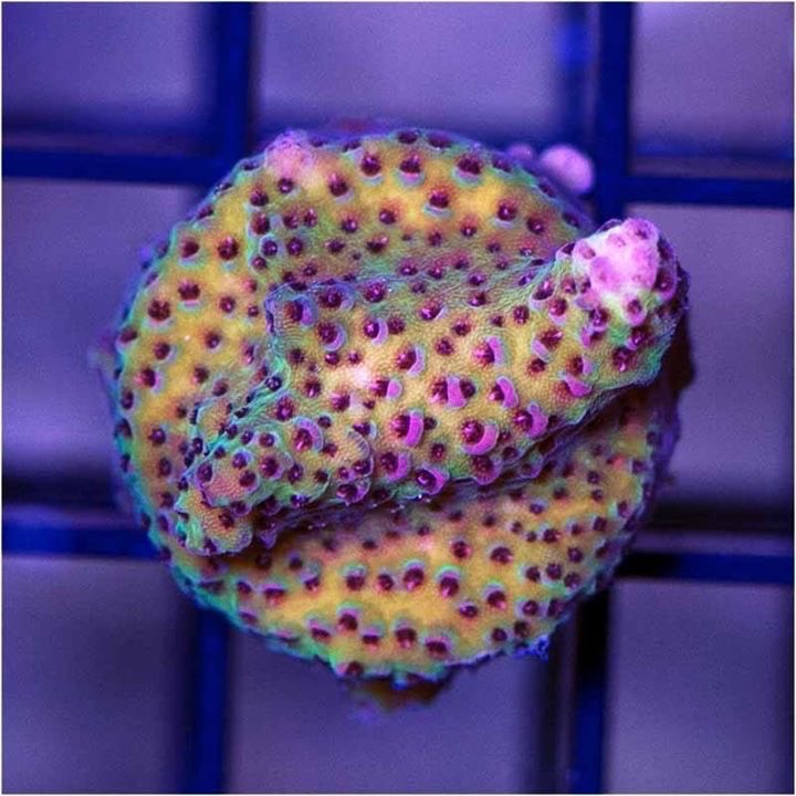 The Fragging Phenomenon Part Deux | Reef Builders | The Reef and ...
