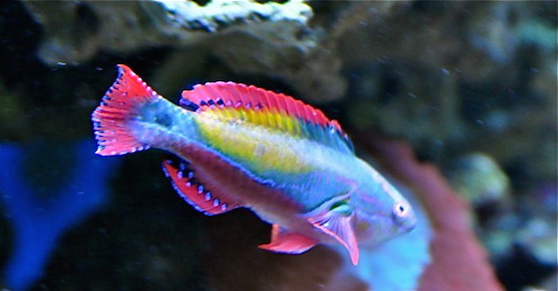 2.3 Fairy Wrasses: The exquisitus complex | Reef Builders | The Reef ...
