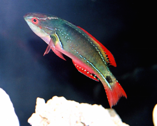 2.3 Fairy Wrasses: The exquisitus complex | Reef Builders | The Reef ...