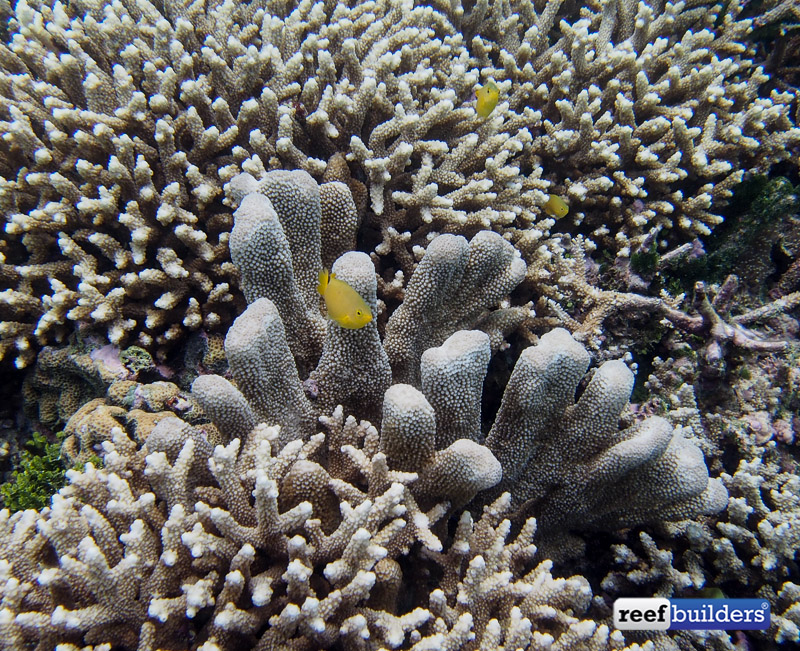 Stony coral taxonomy is getting all shook up & straightened out | Reef ...
