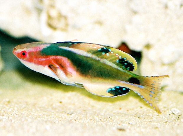 2.3 Fairy Wrasses: The exquisitus complex | Reef Builders | The Reef ...