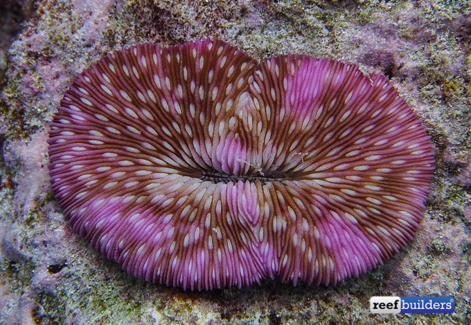 Stony coral taxonomy is getting all shook up & straightened out | Reef ...