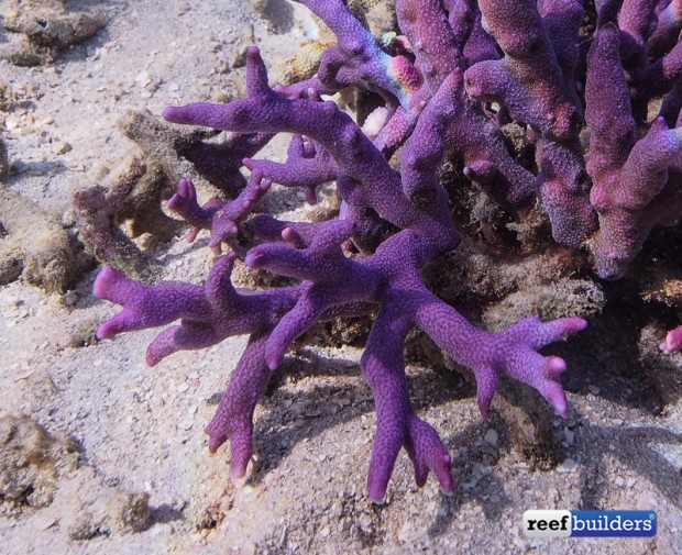 An ode to purple Montipora digitata in the aquarium, and in nature ...