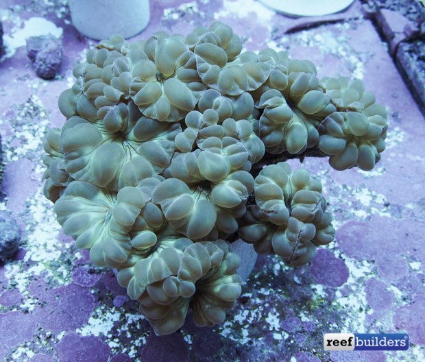 Unseen corals: Plerogyra discus, the lovechild of fox and bubble corals ...
